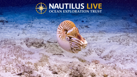 Gallery Nautilus Live
